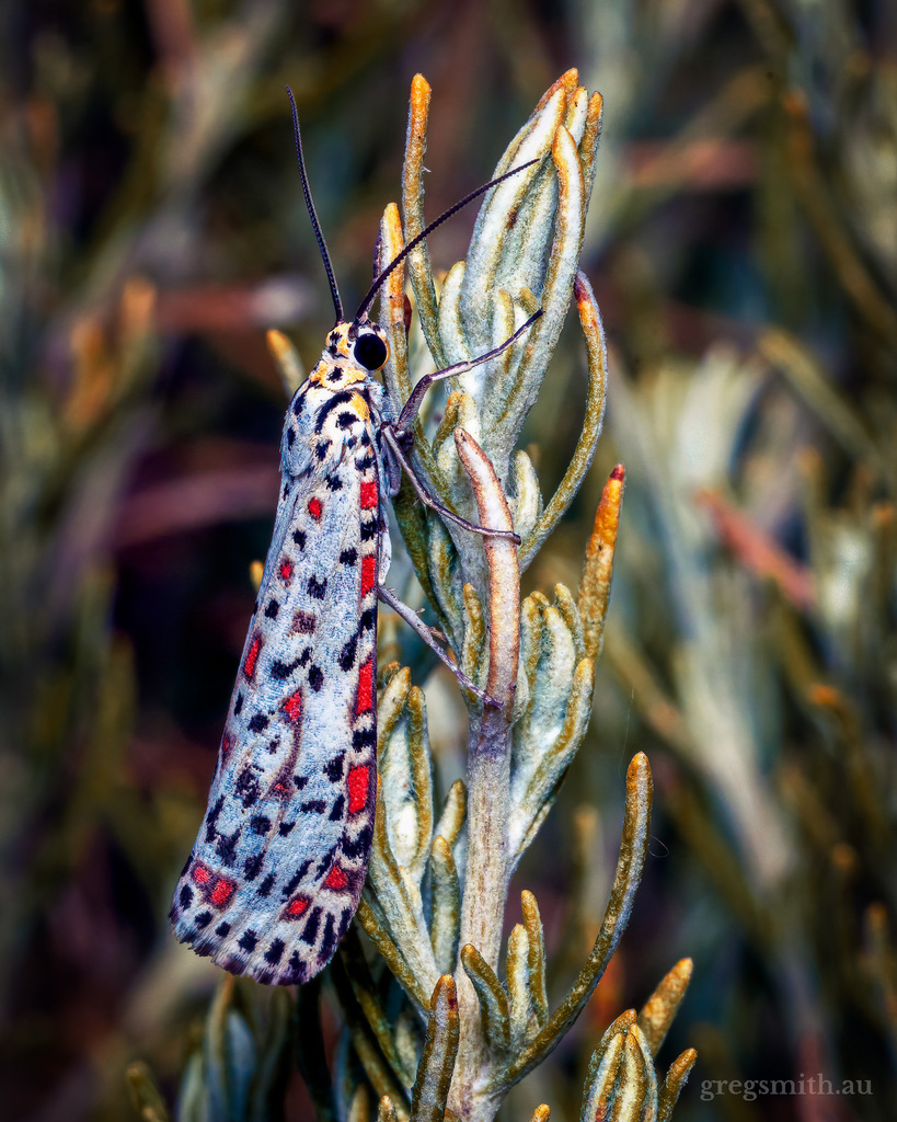 Heliotrope Moth from Adelaide SA, Australia on March 19, 2023 at 03:23 ...
