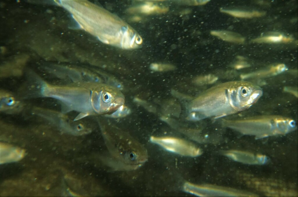 White Mullet (Mugil curema) - Marine Life Identification