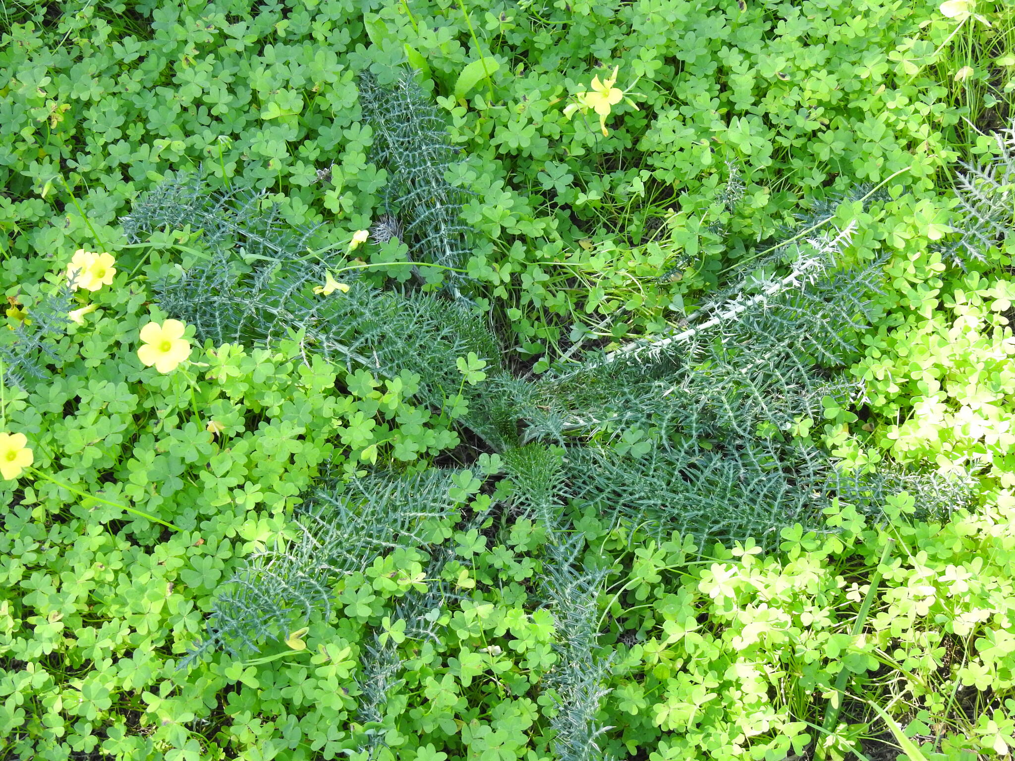 Cynara humilis L.