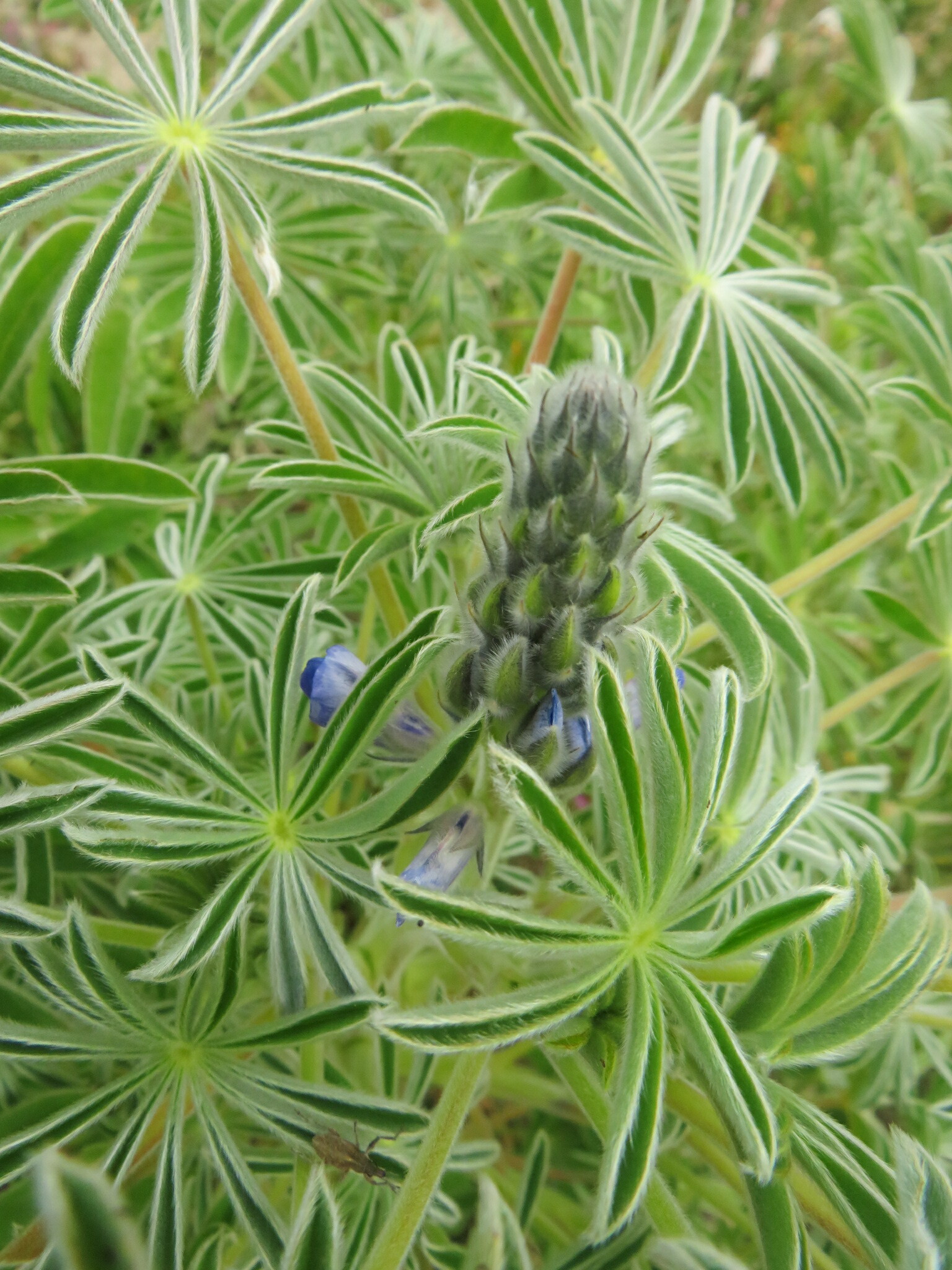 Lupinus cosentinii Guss.