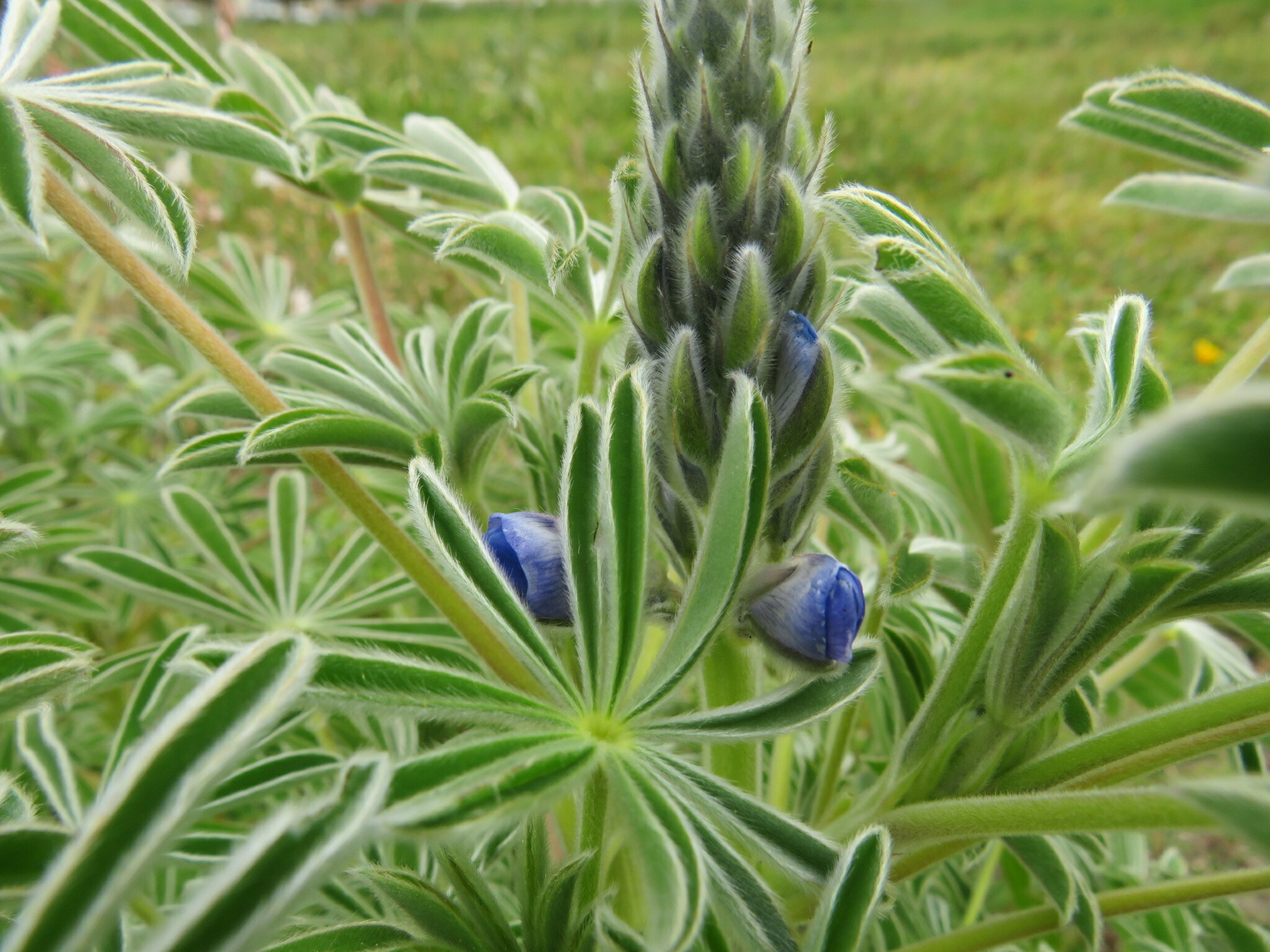 Lupinus cosentinii Guss.