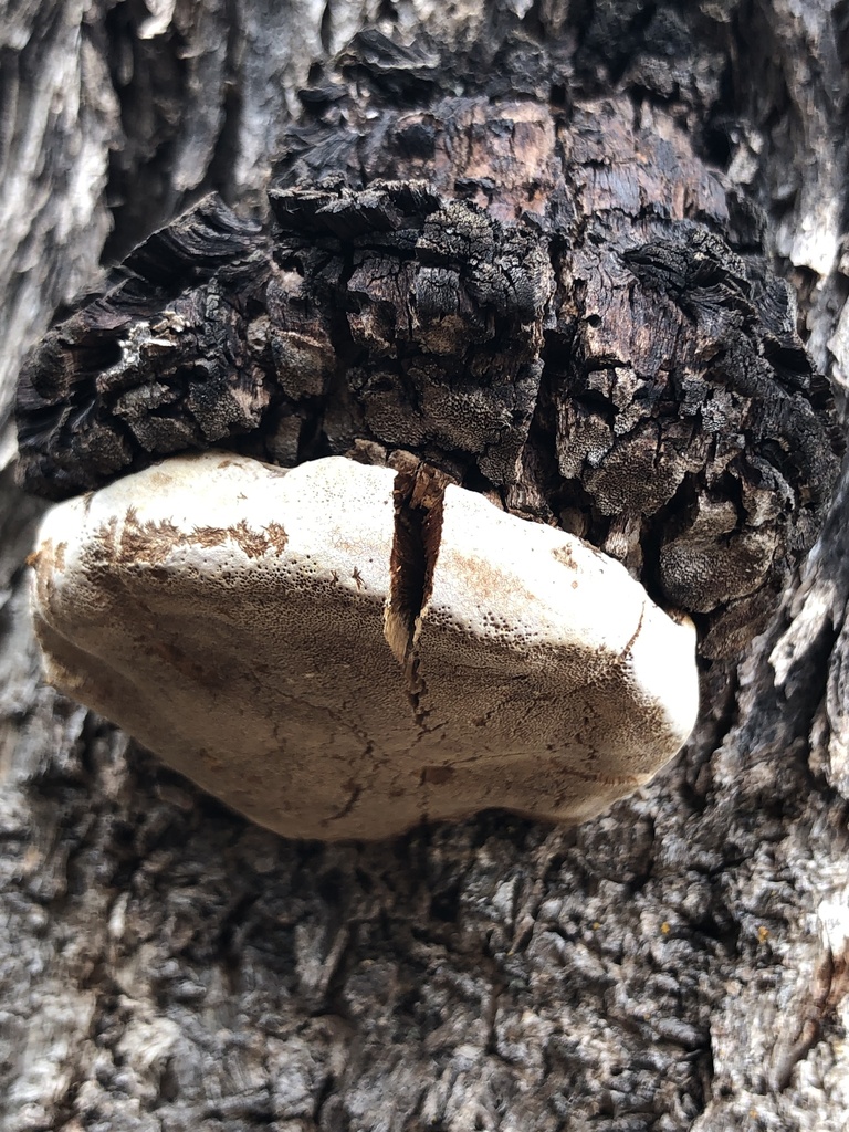 Fomitiporia deserticola from Prescott National Forest, Camp Verde, AZ ...