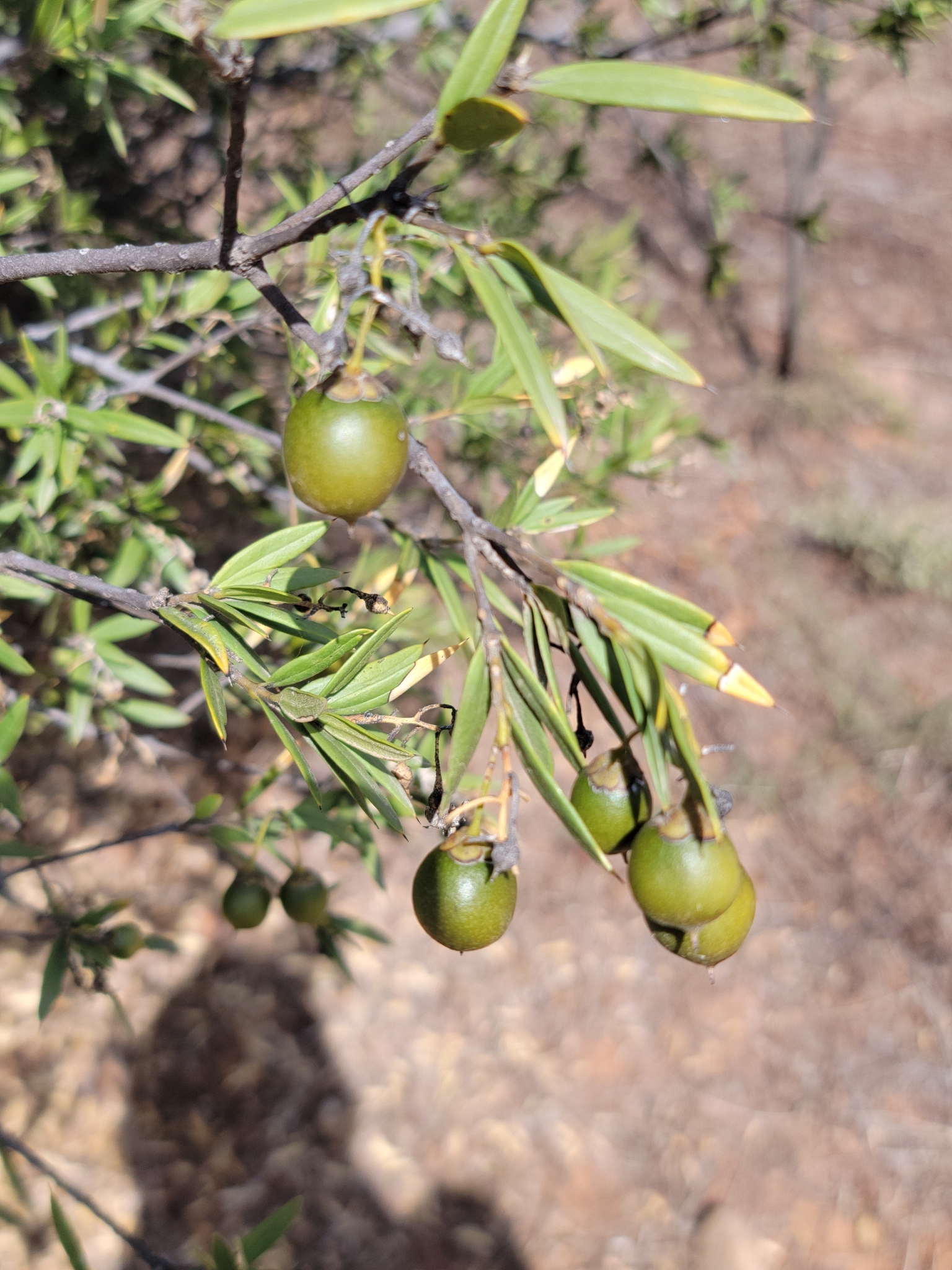 Bonellia macrocarpa (Cav.) B.Ståhl & Källersjö