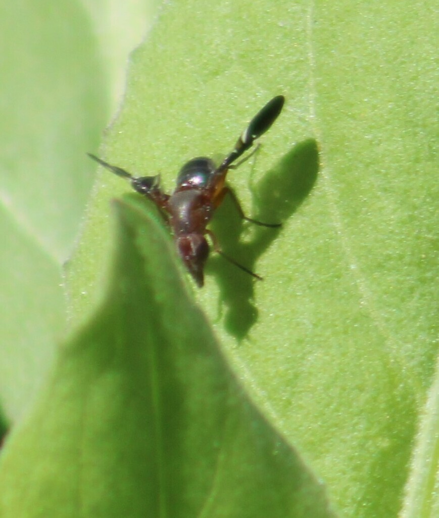 Common Picture-winged Fly from Neighborhood in Georgetown, TX, USA on ...