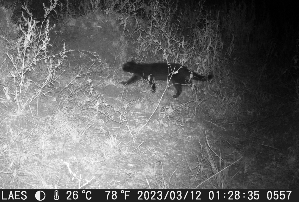 Geoffroy's Cat from CT2, La Esmeralda, Las Garzas, Depto La Paz, Entre ...