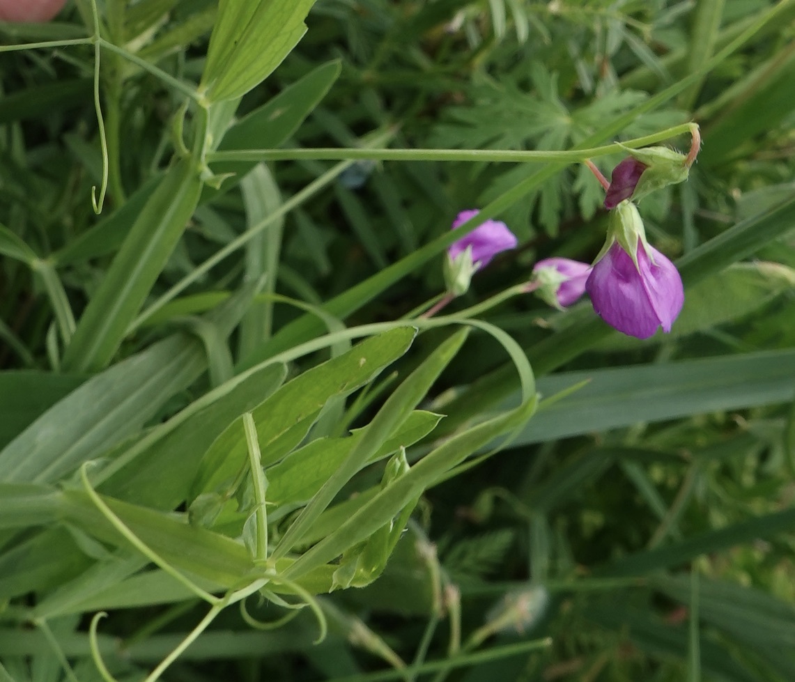 Lathyrus hirsutus L.