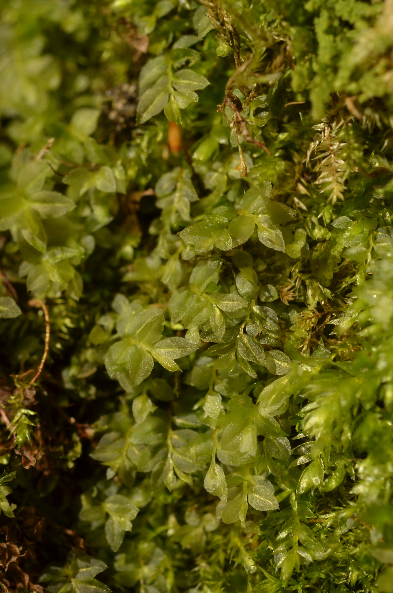 Mnium stellare Reichard ex Hedwig, 1801