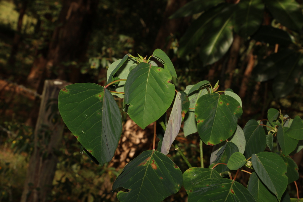 Bleeding Heart from Dulong QLD 4560, Australia on March 19, 2023 at 09: ...