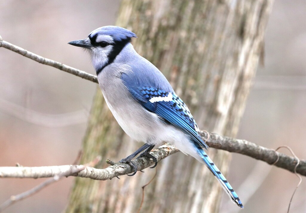 Blue Jay from St. Catharines, ON, Canada on March 19, 2023 at 09:50 AM ...
