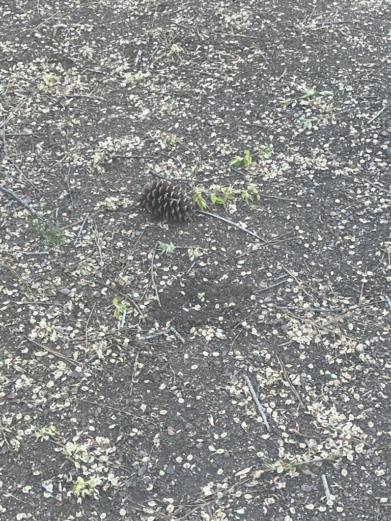 Something from NC State University, Raleigh, NC, US on March 19, 2023 ...