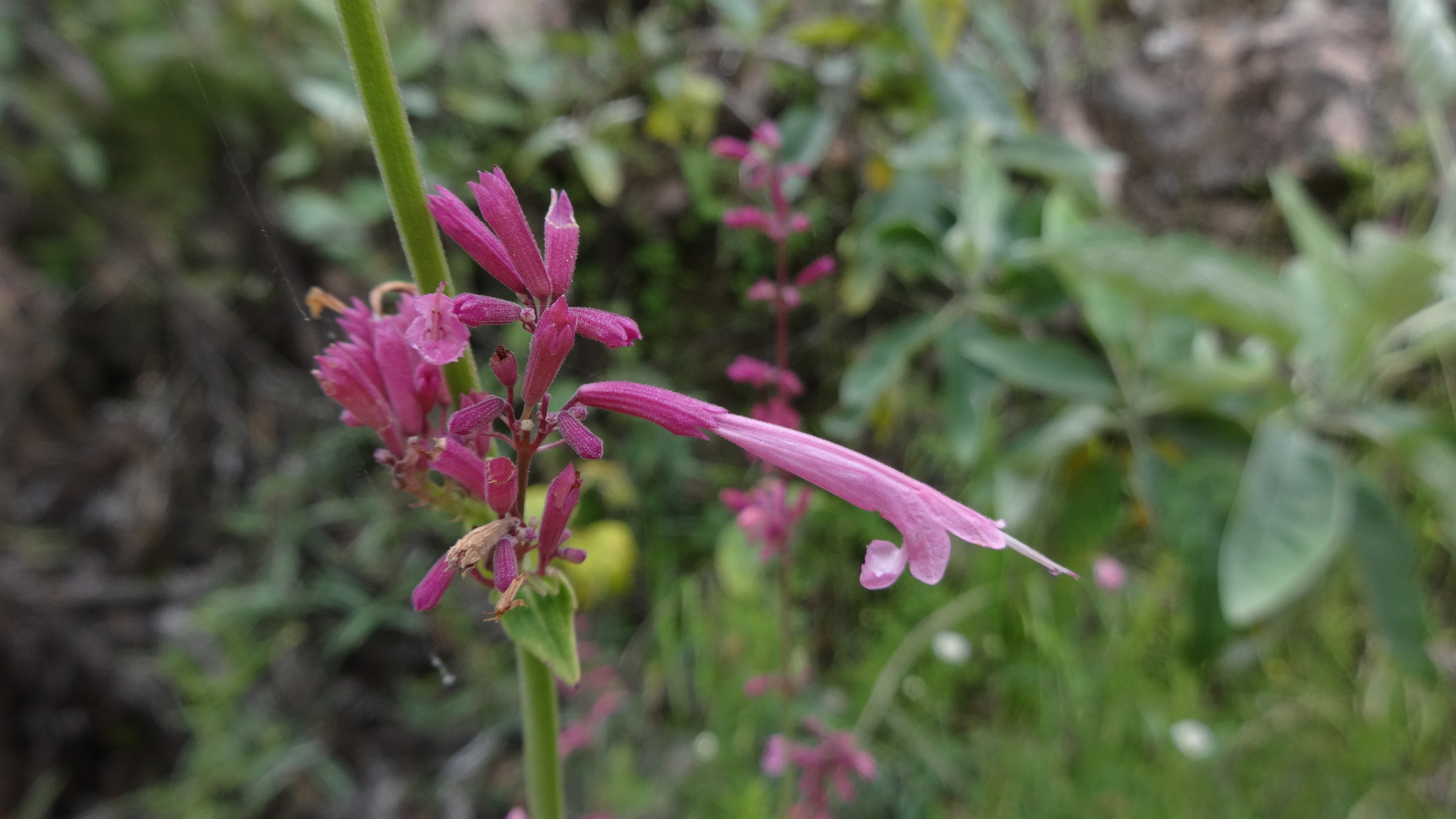 Agastache pallida (Lindl.) Cory