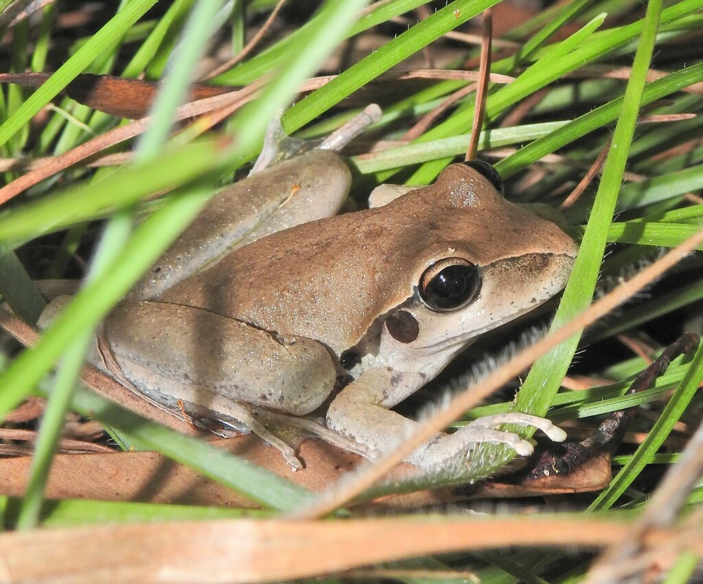 Wilcox's Frog from Talegalla Weir QLD 4650, Australia on March 19, 2023 ...