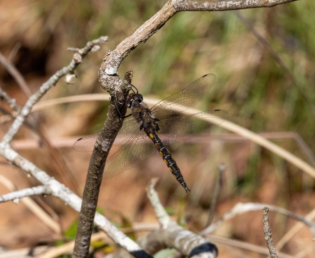 Common Baskettail from Ponderosa Trail, Bladen County, NC, USA on March ...