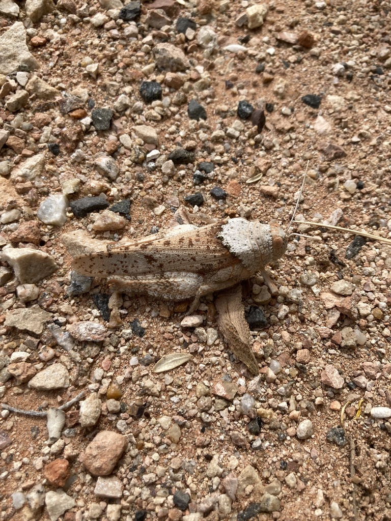 Buforania in March 2023 by bradley_reynolds · iNaturalist