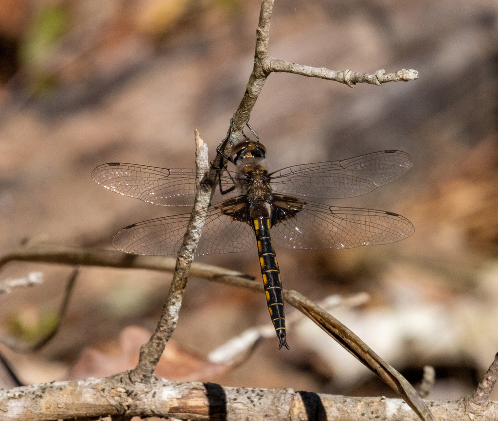 Common Baskettail from Bladen County, NC, USA on March 19, 2023 at 03: ...