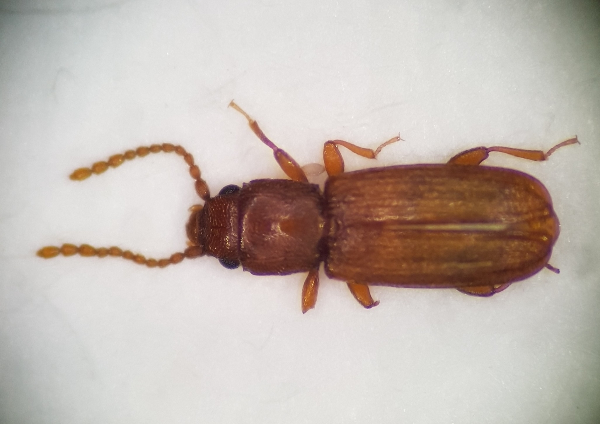 Placonotus MacLeay, 1871