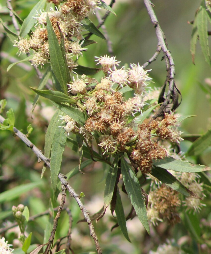 mule fat from Bonita, CA, USA on March 19, 2023 at 11:18 AM by Richard ...