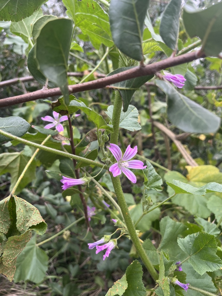 Cretan mallow from Ken Malloy Harbor Regional Park, Los Angeles, CA, US ...