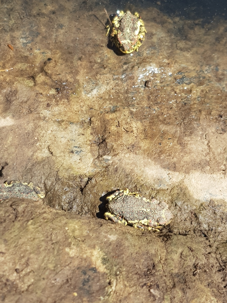 Atacama Toad in March 2023 by daniela villela · iNaturalist