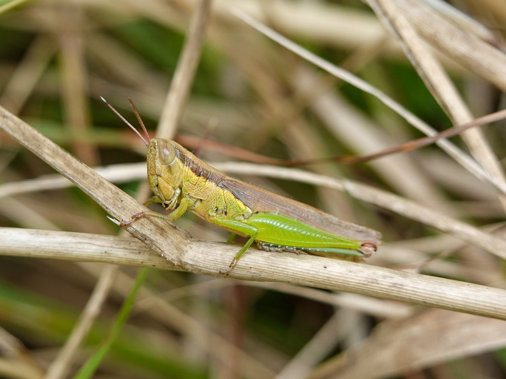 Chinese rice grasshopper in March 2023 by orthoptera-jp · iNaturalist