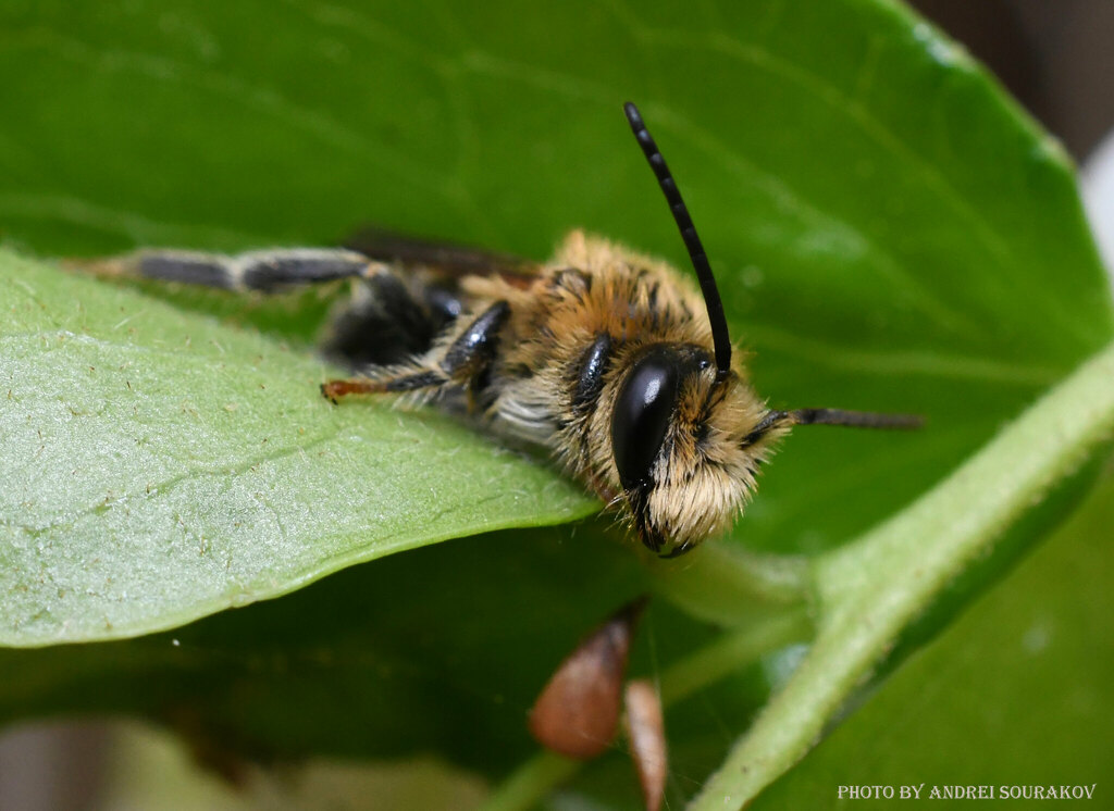 Mining Bees from 11101 Millhopper Rd, Gainesville, FL 32653, USA on ...