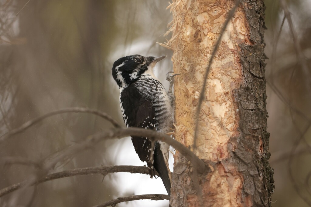 American Three-toed Woodpecker from Heritage Ranch Red Deer Alberta ...