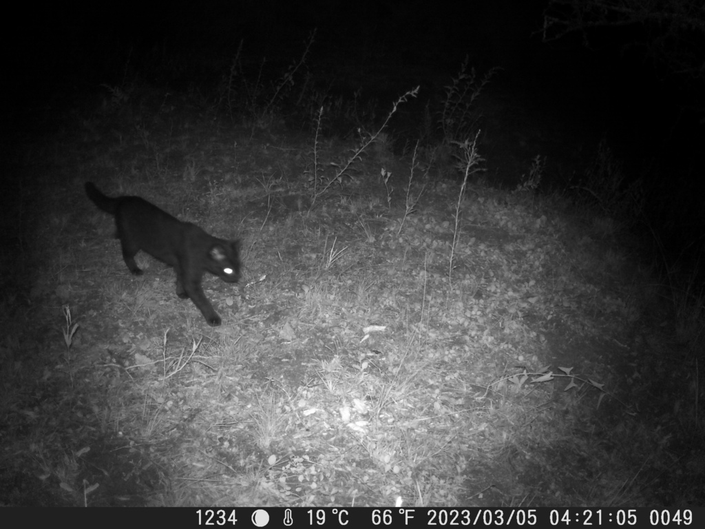 Geoffroy's Cat from CT1, La Esmeralda, La Paz, Entre Ríos, Argentina on ...
