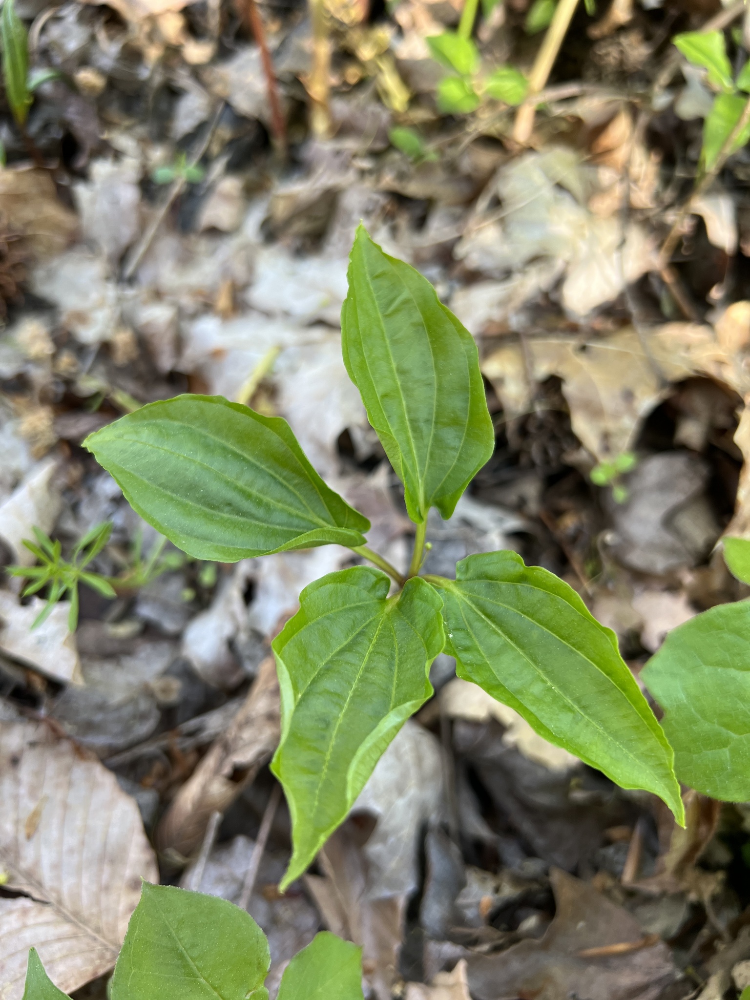 Croomia pauciflora (Nutt.) Torr.