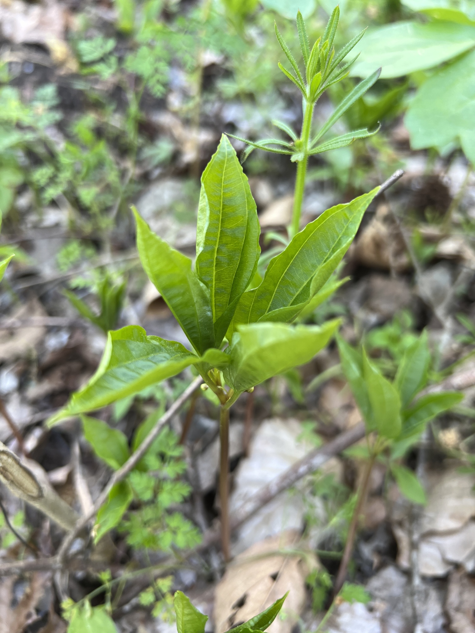 Croomia pauciflora (Nutt.) Torr.