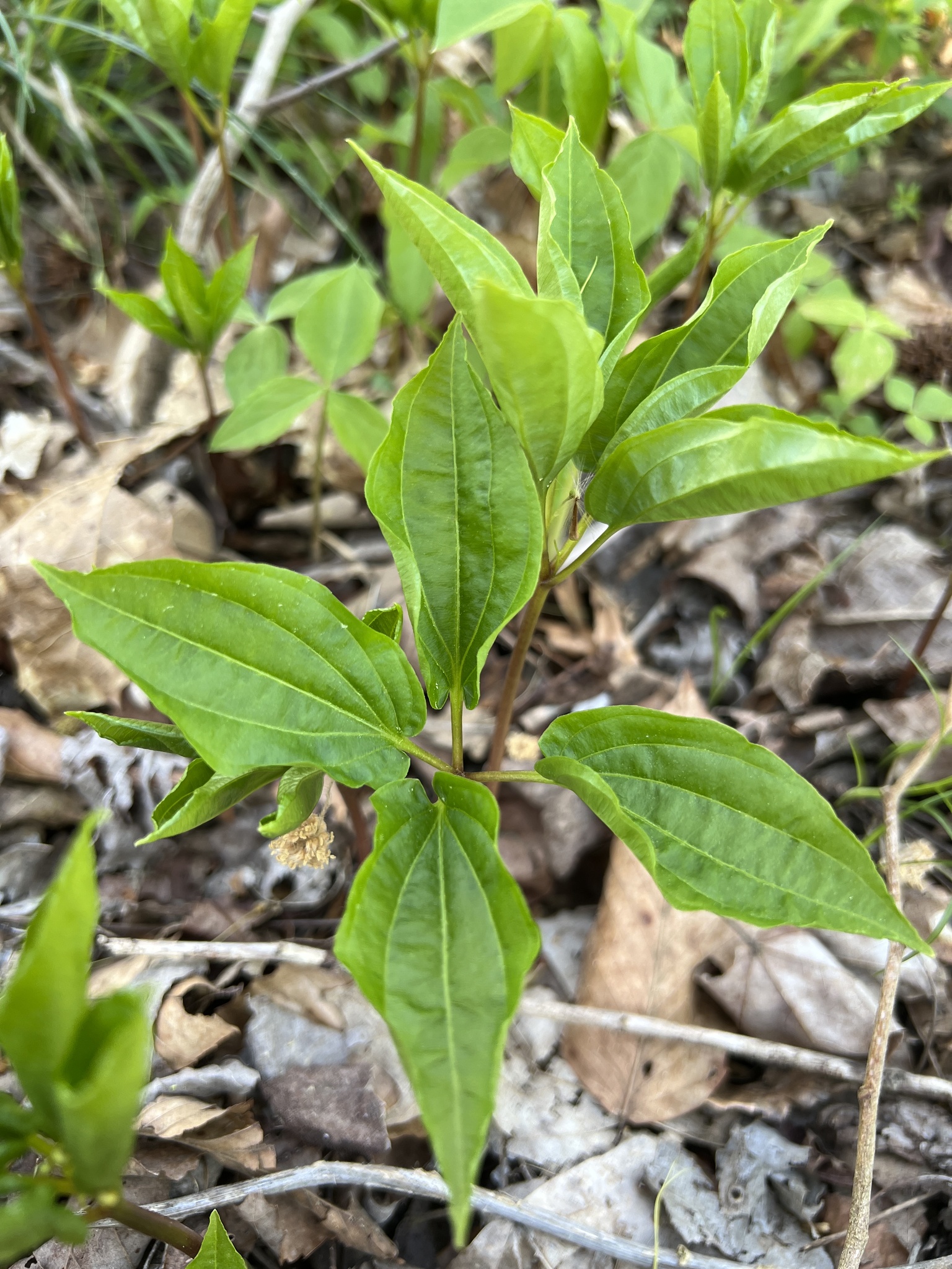 Croomia pauciflora (Nutt.) Torr.