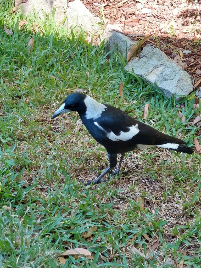 Australian Magpie from Lugarno NSW 2210, Australia on March 09, 2023 at ...