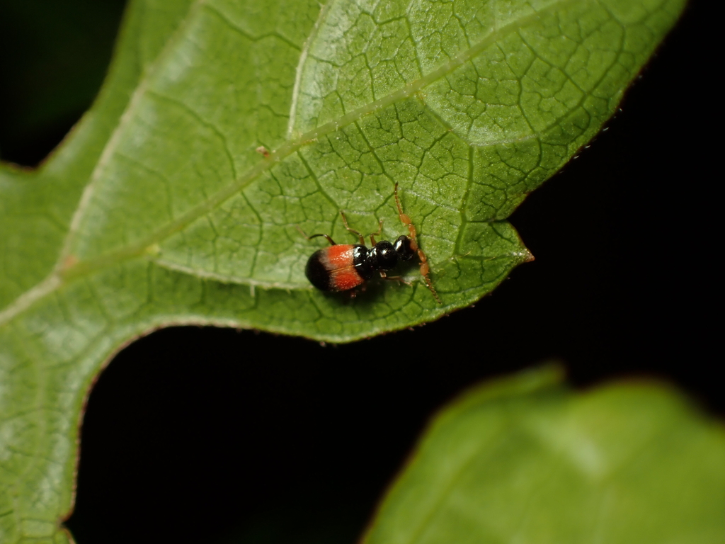 Intybia histrio from 日本、兵庫県 on June 19, 2022 at 03:56 AM by へまとん ...