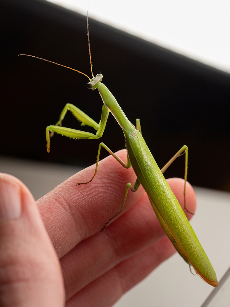 Paramantis sacra from Wakkerstroom, 2480, South Africa on March 11 ...