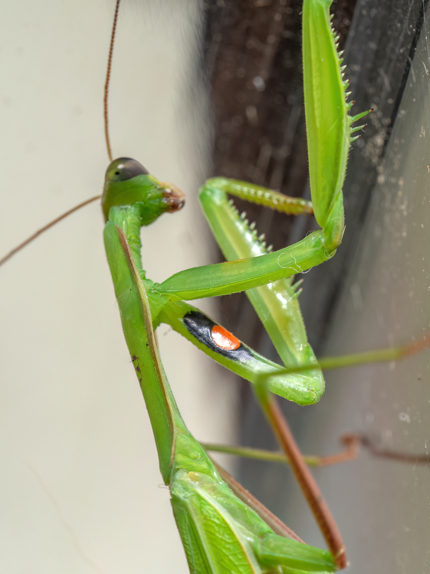 Paramantis sacra Thunberg, 1815