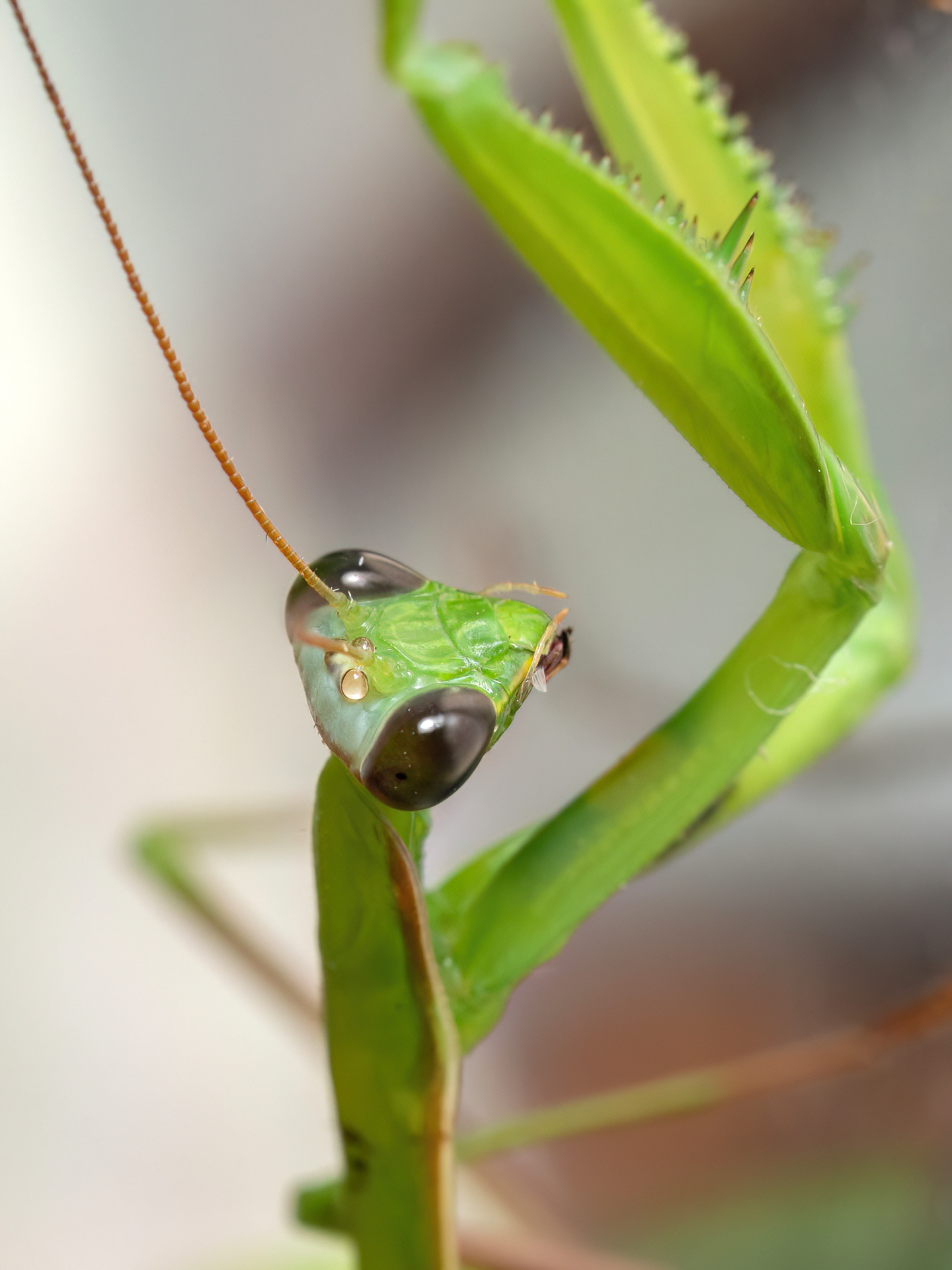 Paramantis sacra Thunberg, 1815