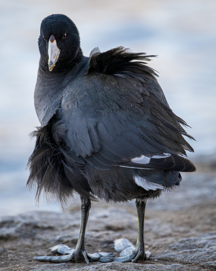 American Coot (Animals of the Bolsa Chica Ecological Reserve) · iNaturalist