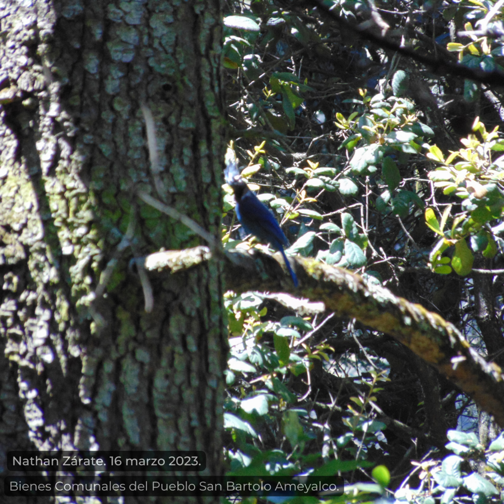 Steller's Jay from Cd. de México, México on March 16, 2023 at 06:21 PM ...