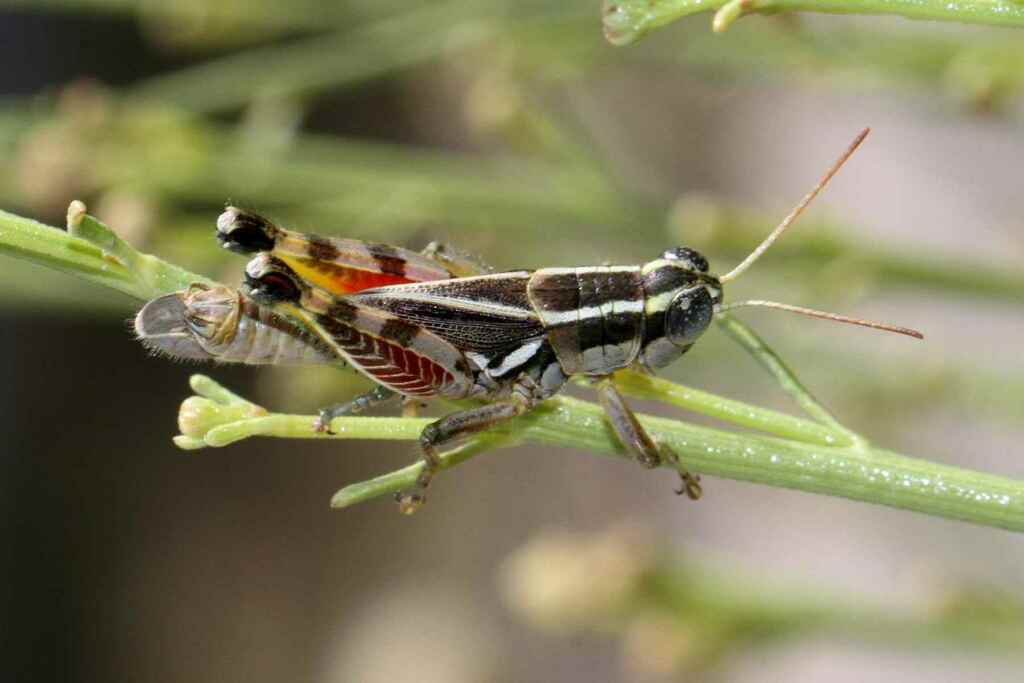 Dichroplus vittatus from Las Heras, AR-MZ, AR on March 11, 2023 at 03:37 PM by fbernasconi ...