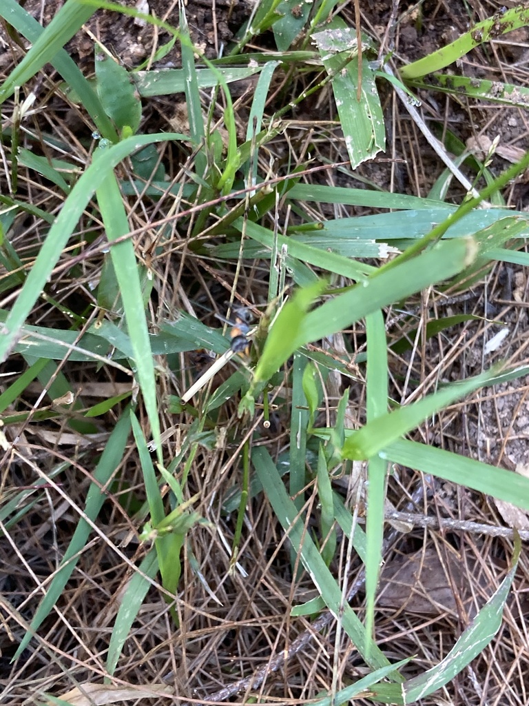 Jumping Jack Ant from Coomba Park, NSW, AU on March 20, 2023 at 09:13 ...