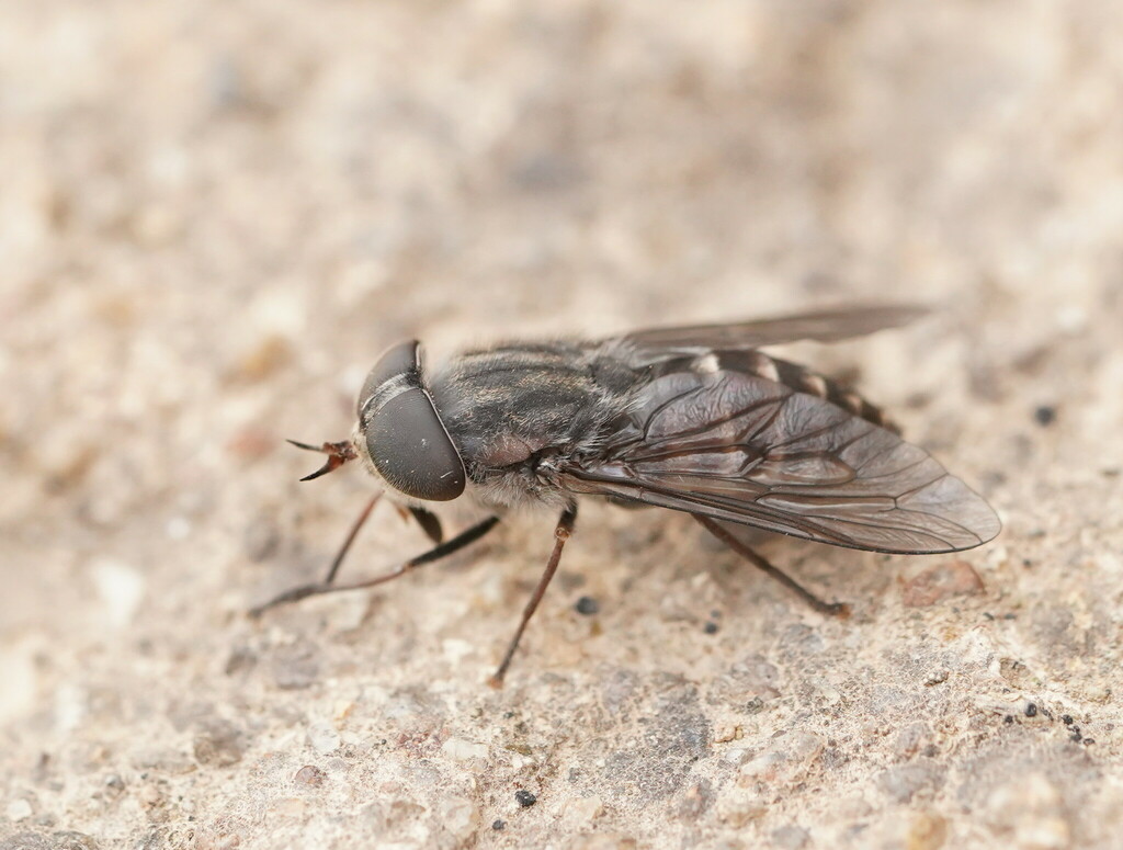 Horse and Deer Flies from Pentland Hills VIC 3341, Australia on March ...