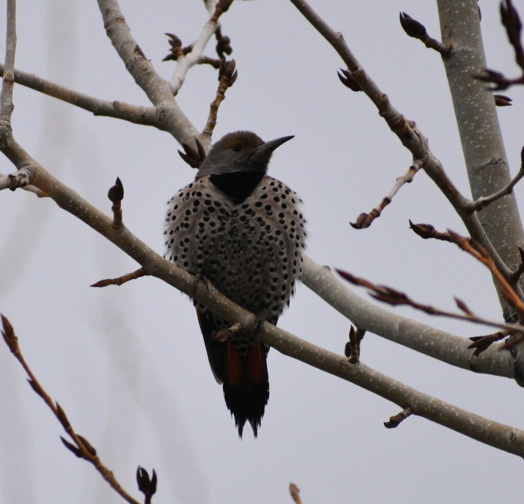 Northern Flicker from Veterans Park, Boise, ID, USA on March 14, 2023 ...