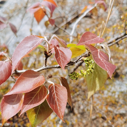 Chinese aspen (Populus adenopoda) · iNaturalist