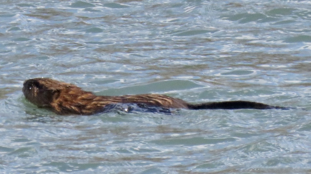 Muskrat from Third Ave, Ridgeley, WV, US on March 19, 2023 at 02:32 PM ...