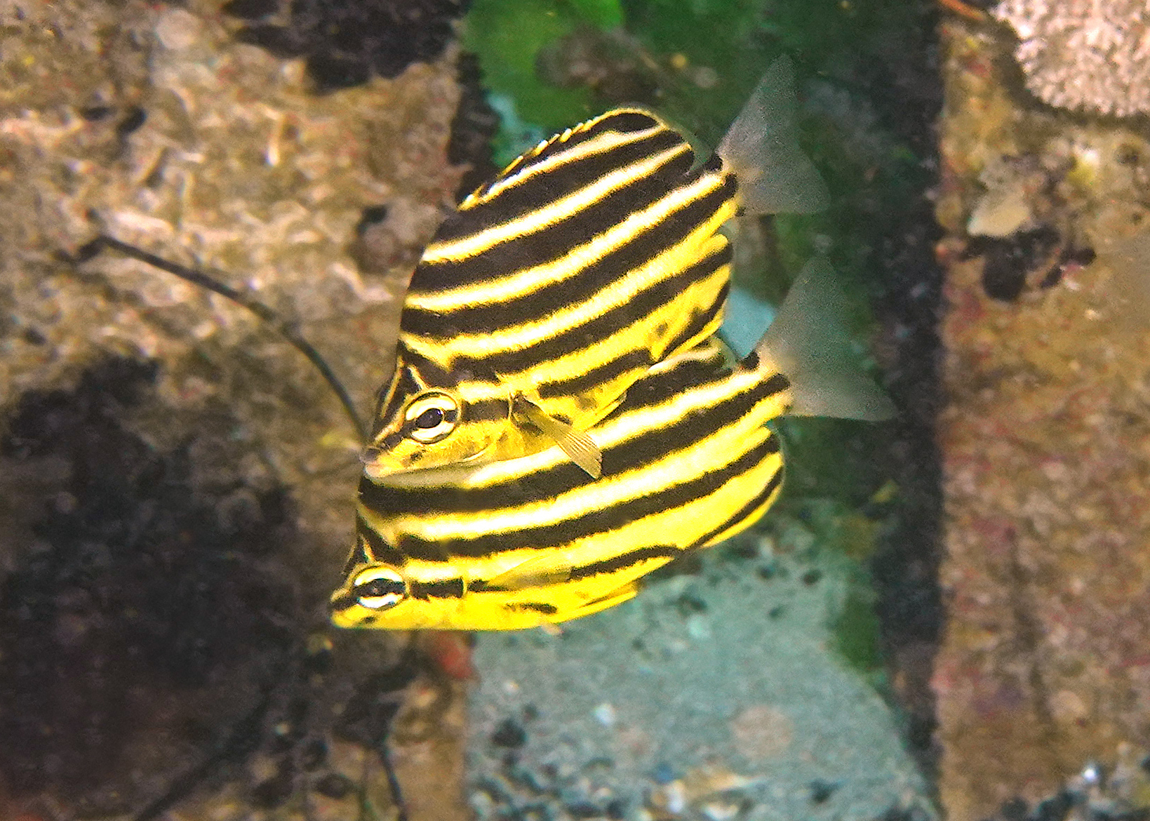 Microcanthus strigatus (Cuvier, 1831)