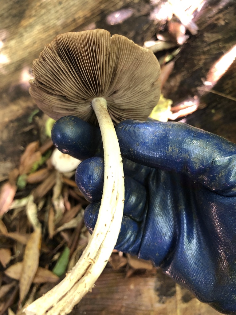 Psathyrellaceae from Belmont Regional Park, Lower Hutt, Wellington, NZ ...