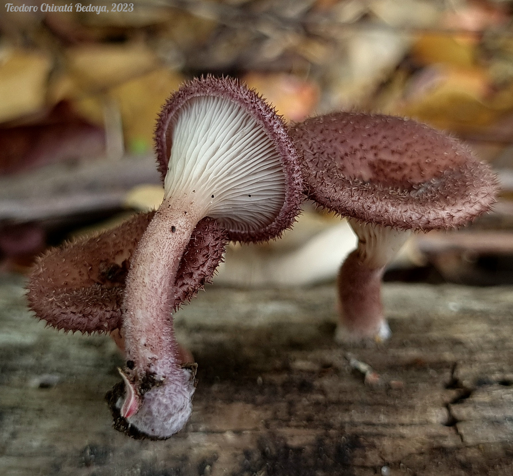 Panus strigellus (hongos y líquenes FACBA EJEMPLO) · iNaturalist