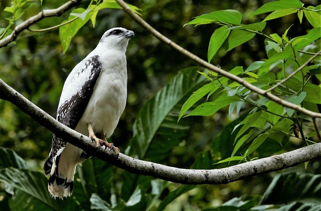 White-shouldered White Hawk from Panamá Province, Panama on March 07 ...