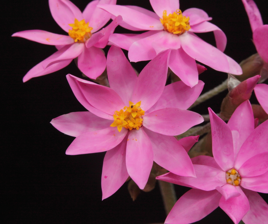 Pink Everlasting from Bencubbin WA 6477, Australia on August 5, 2020 at ...