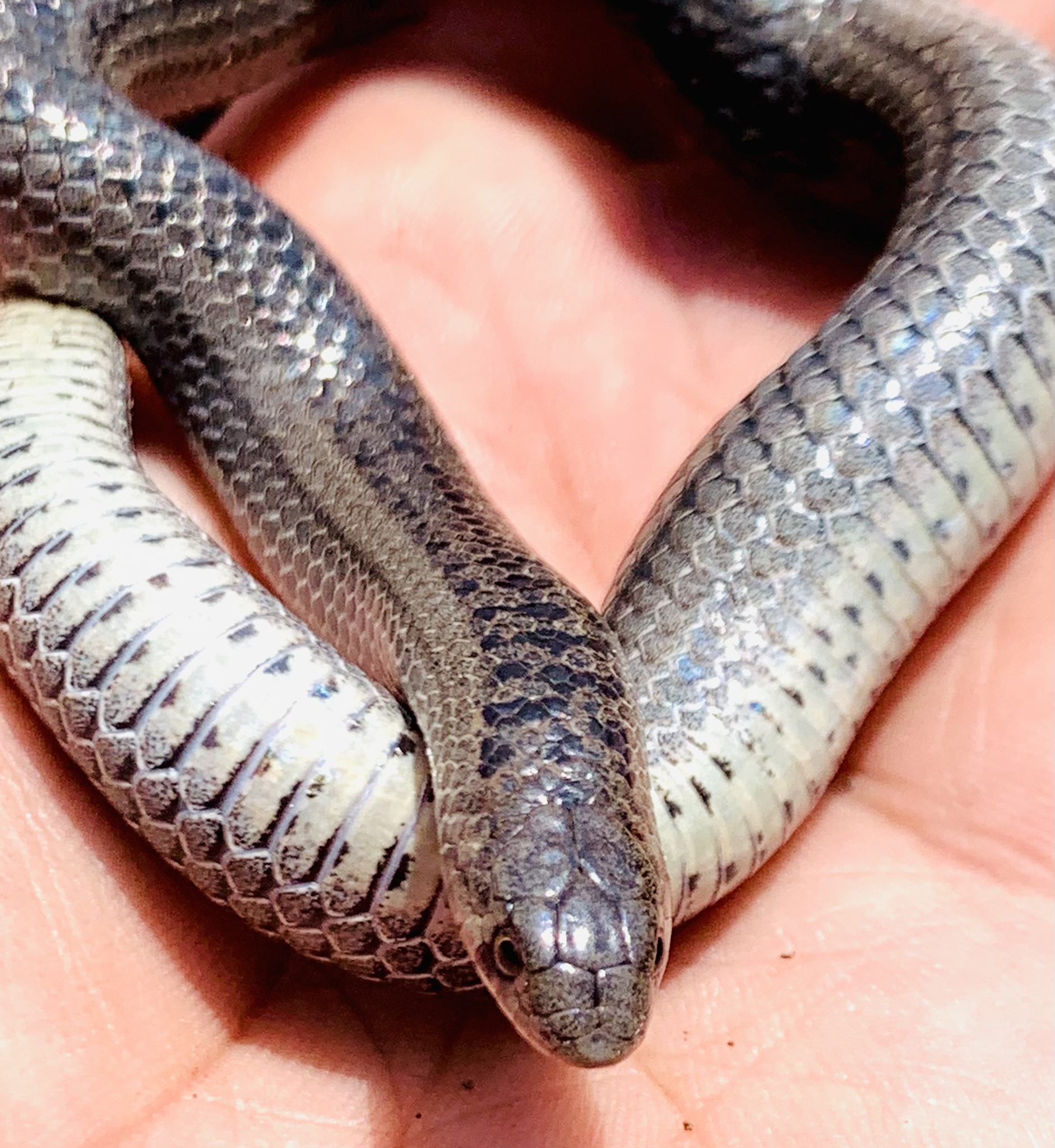 Conopsis lineata (Kennicott, 1859)