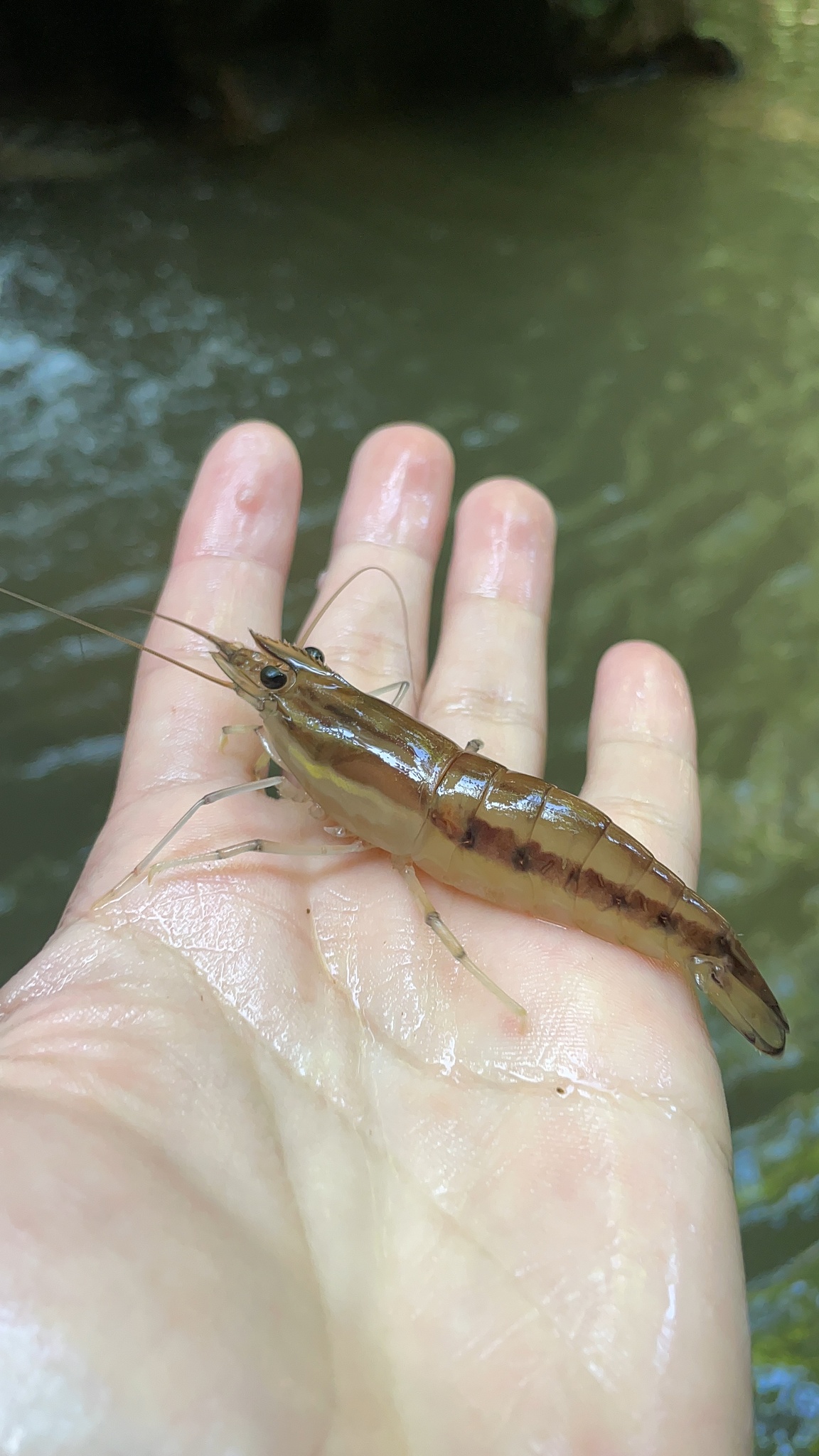 Macrobrachium carcinus (Linnaeus, 1758)